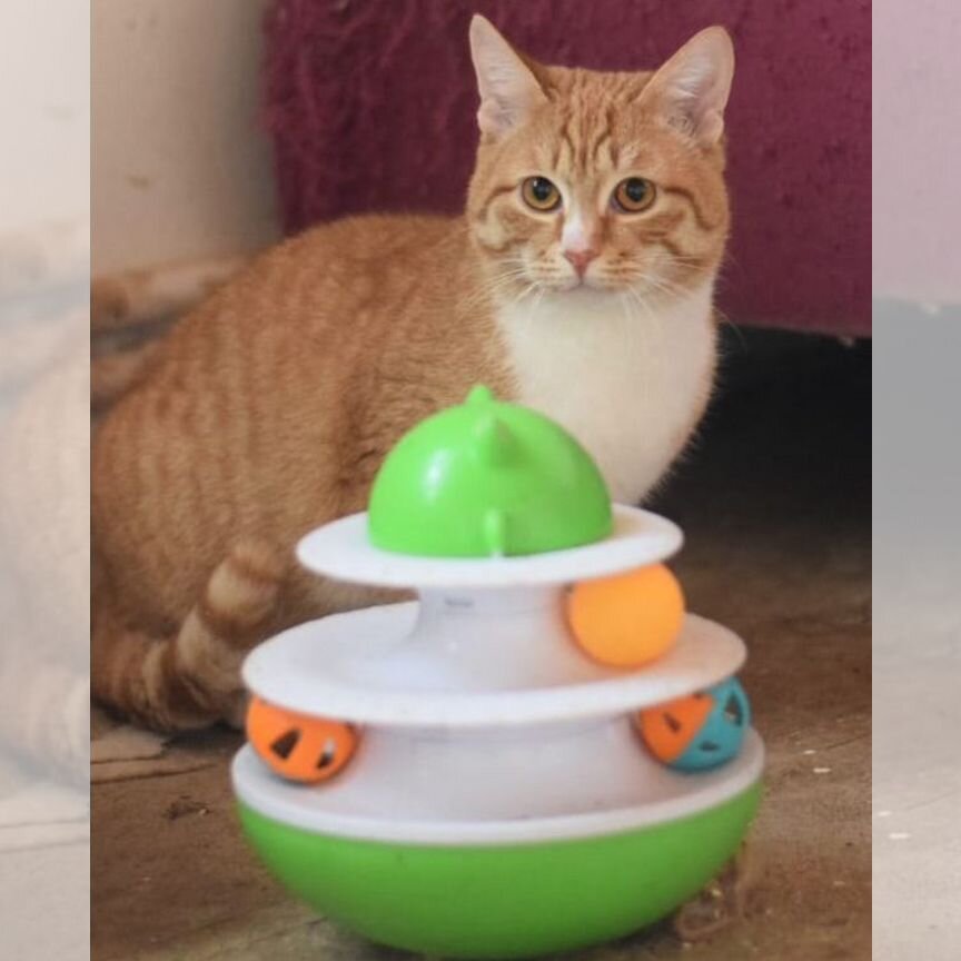 Рыжий котик, 8 мес