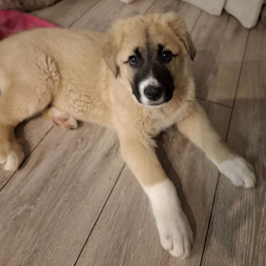 Щенок в добрые руки