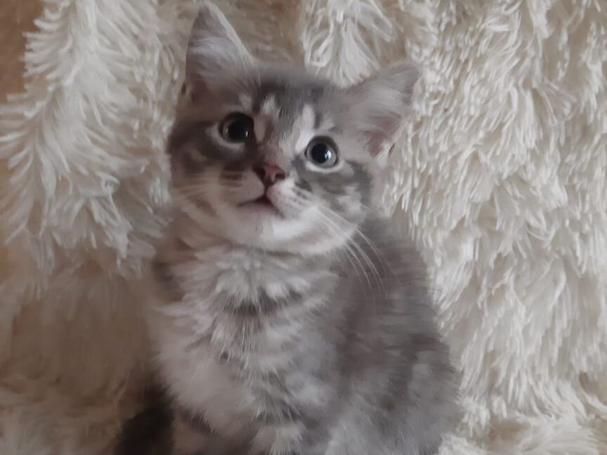 Голубое сокровище