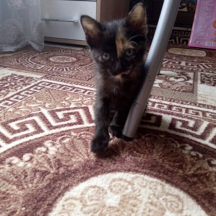 Котенок