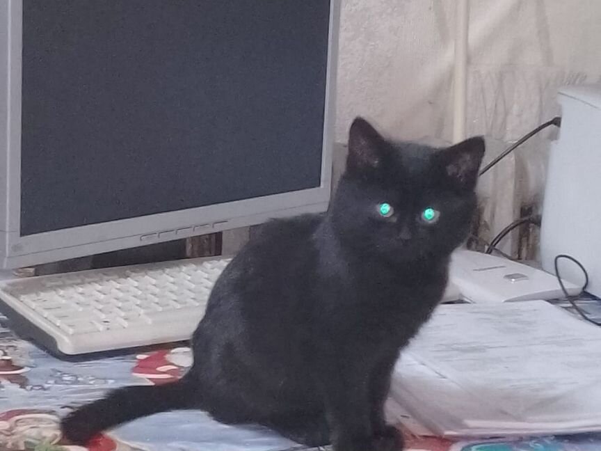 Котенок полукровка