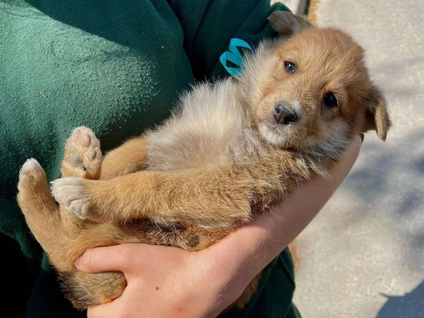 Собаки бесплатно в добрые руки щенки