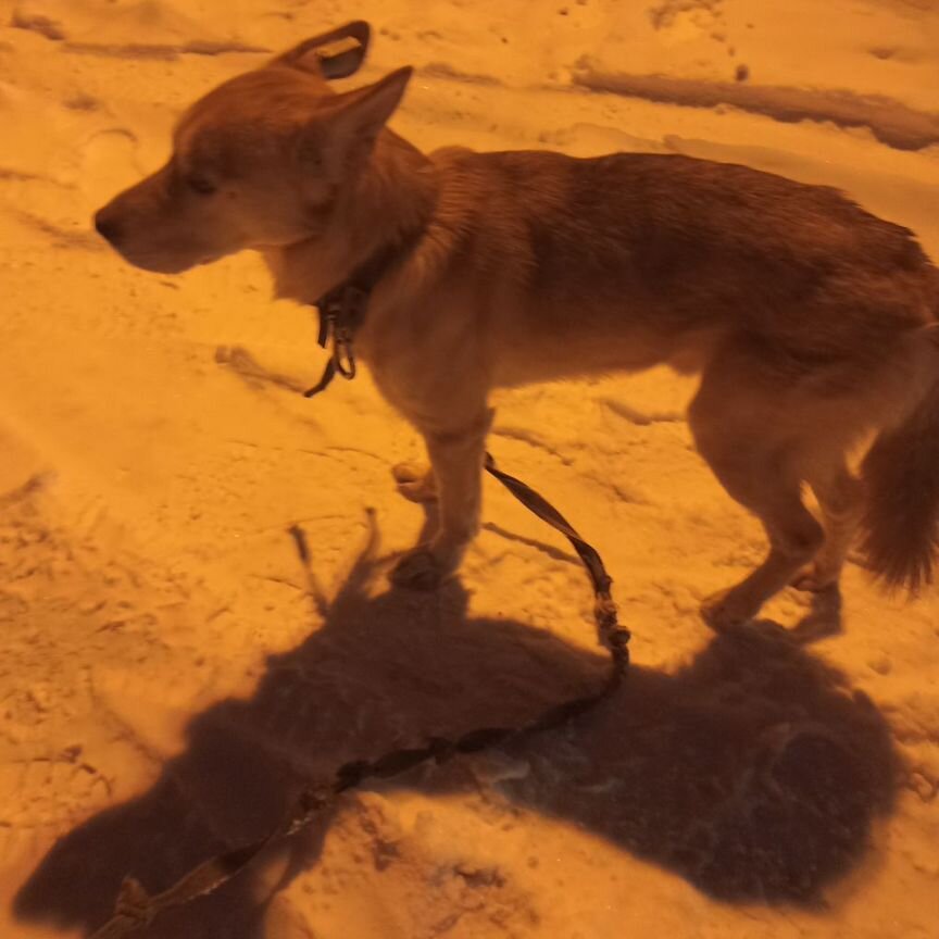 Взрослый пёс в добрые руки