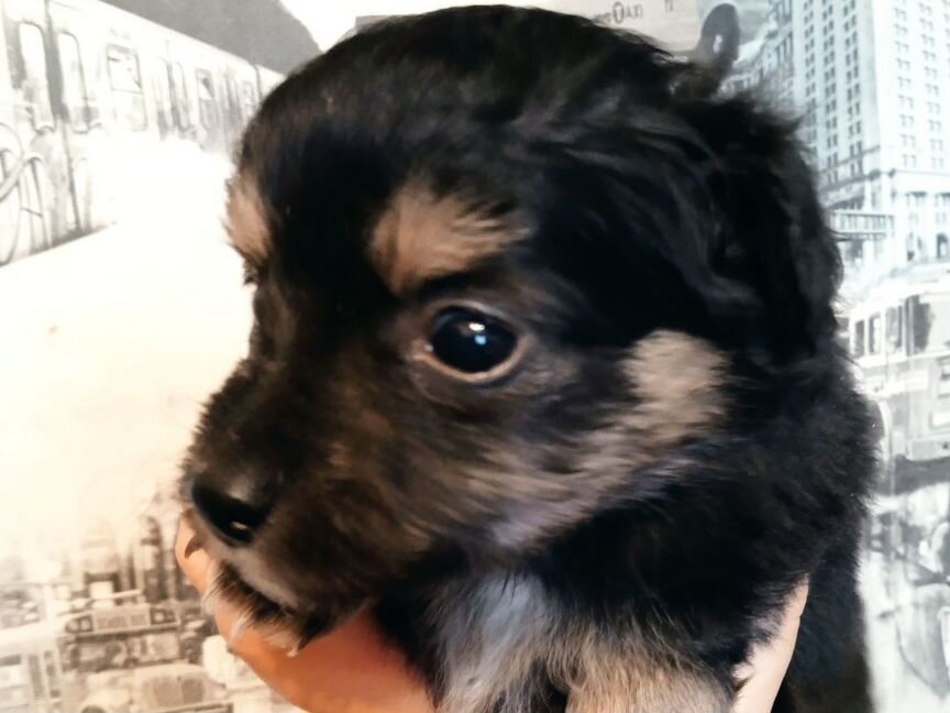 Щенки чихуахуа помесь