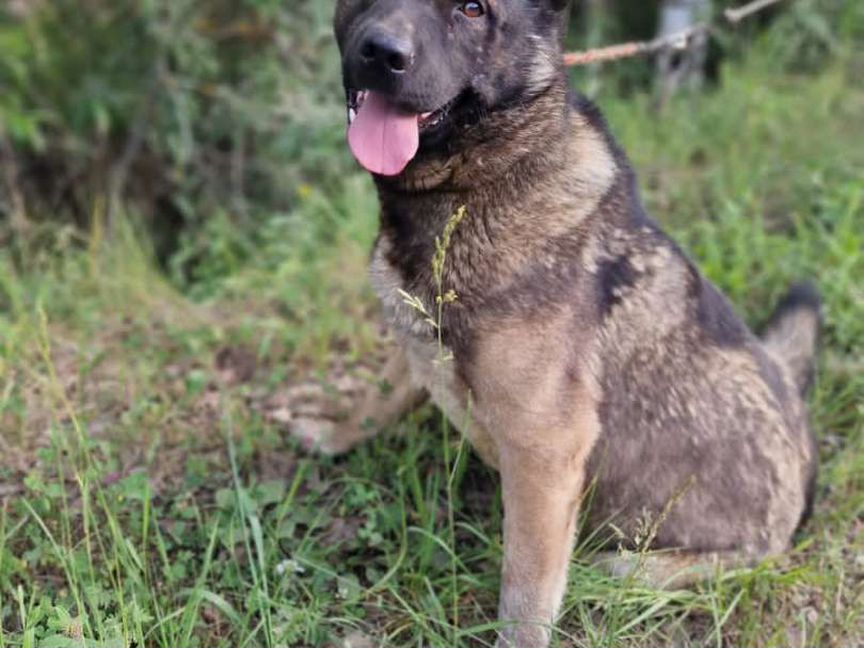 Собачка в добрые руки