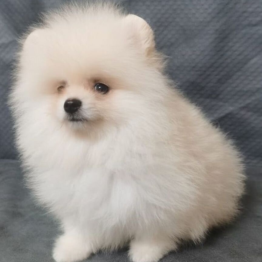 Малый немецкий шпиц