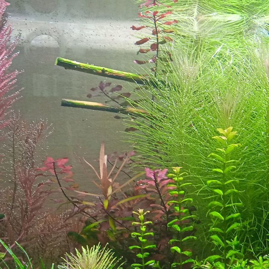 Погостемон эректус и ротала колората