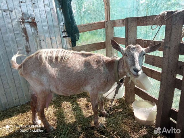 Коза с козлятами