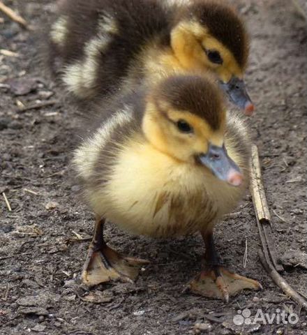 Индоутята суточные