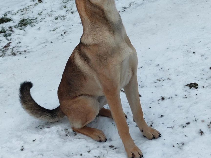 Щенок 7 месяцев