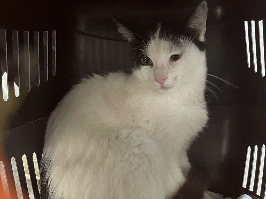 Кошечка ищет дом