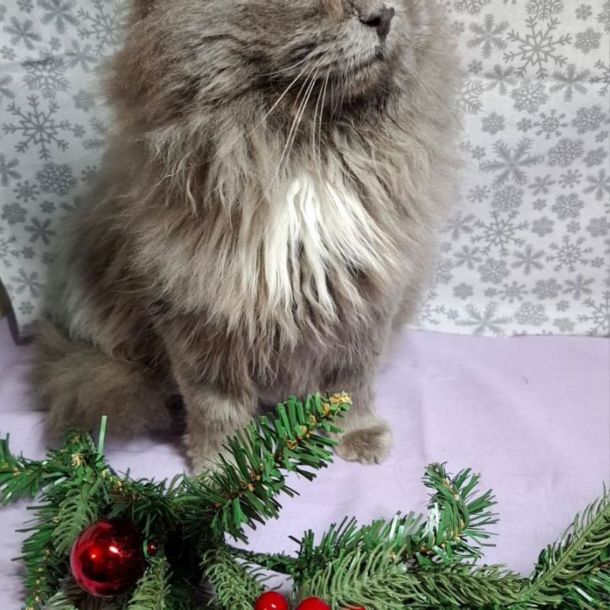Кот в добрые руки
