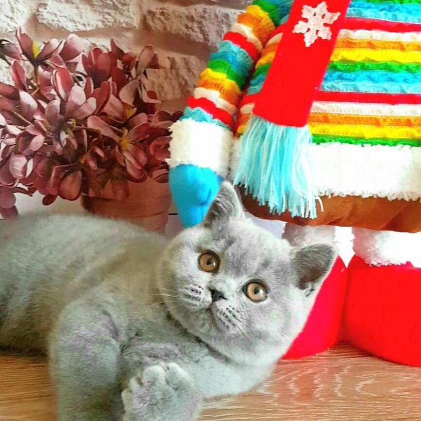 Британские котята