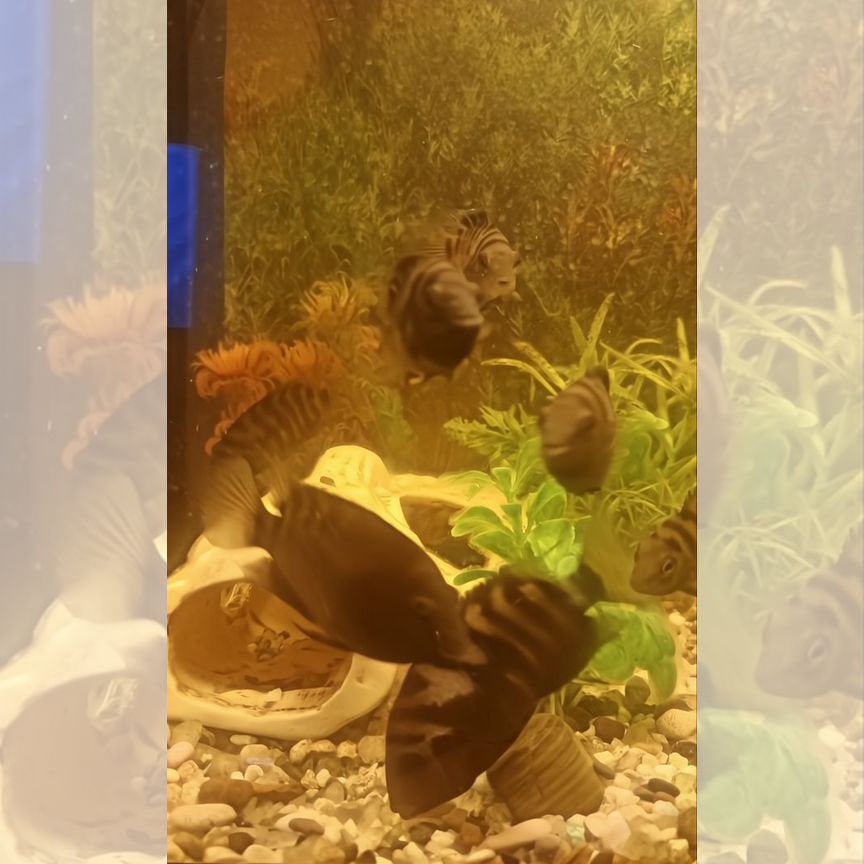 Цихлиды чернополосые