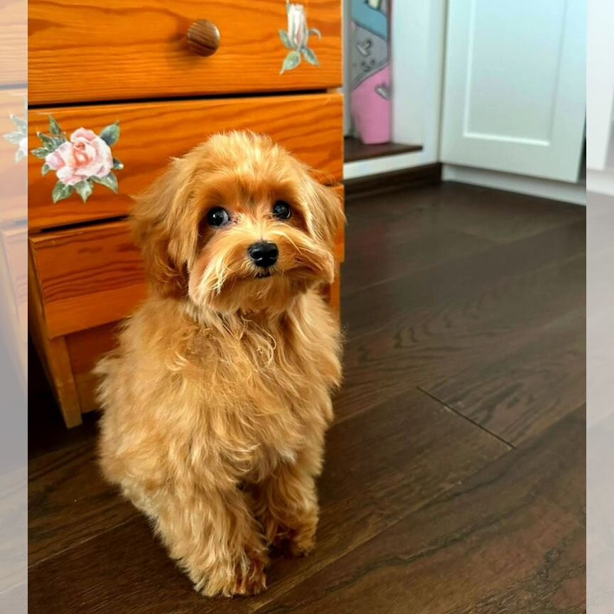 Мальтипу, щенок