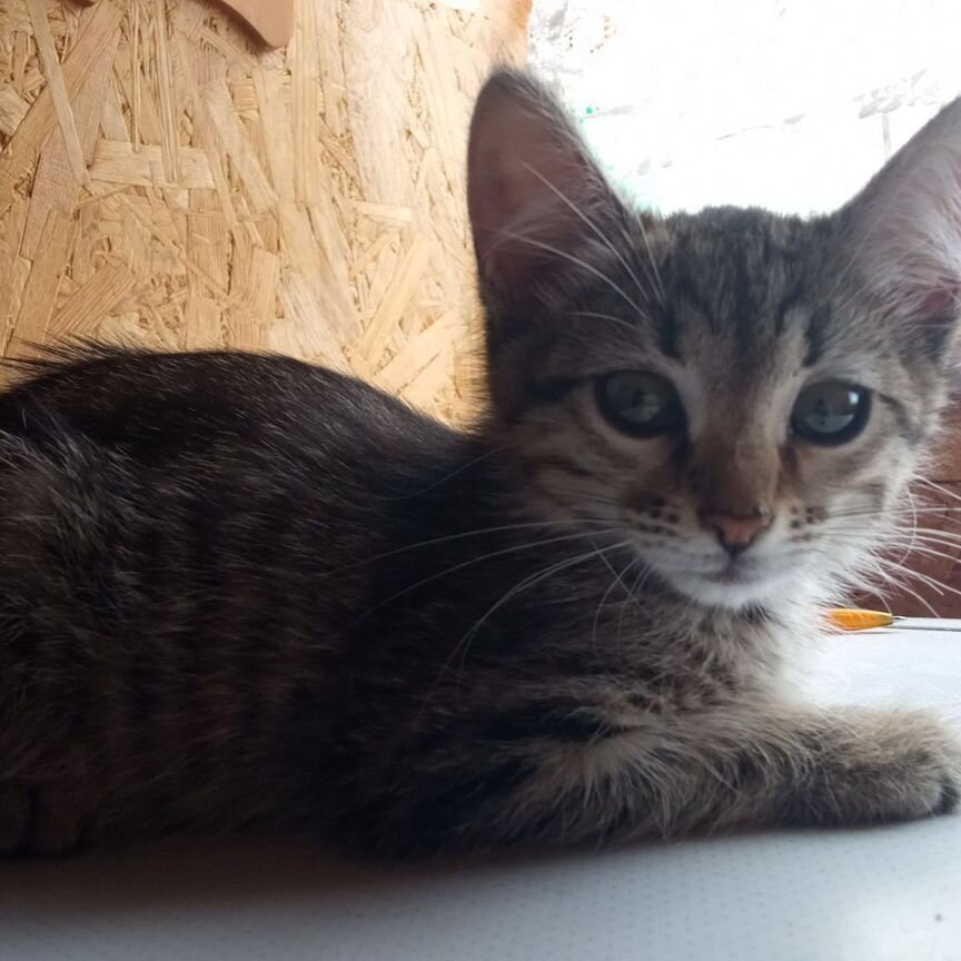 Отдаю котёночка