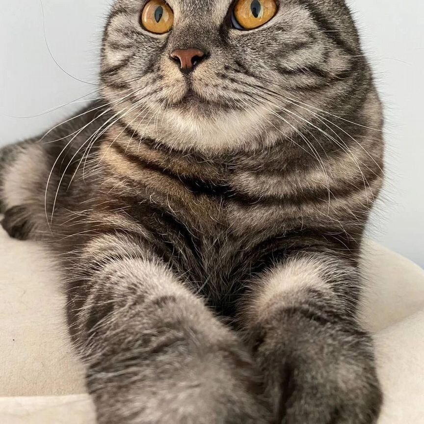 Британская кошка