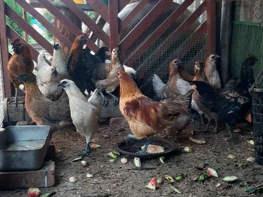 Куры лакеданзи