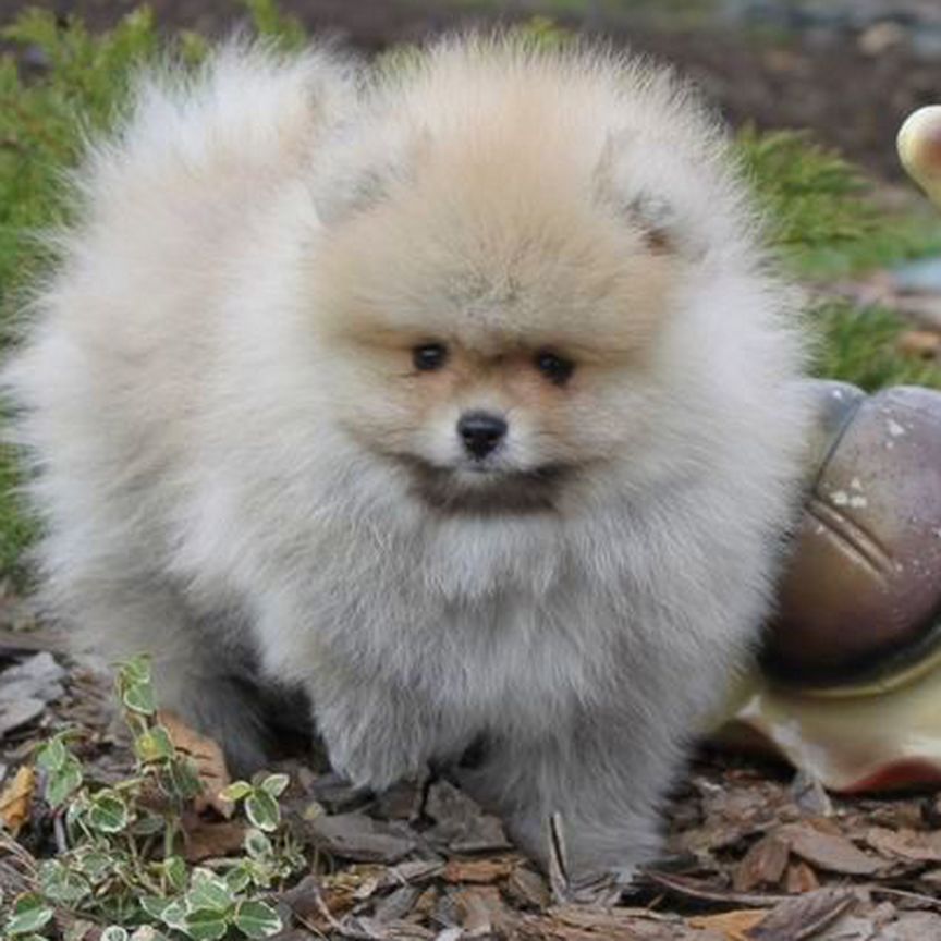 Померанский шпиц, щенок
