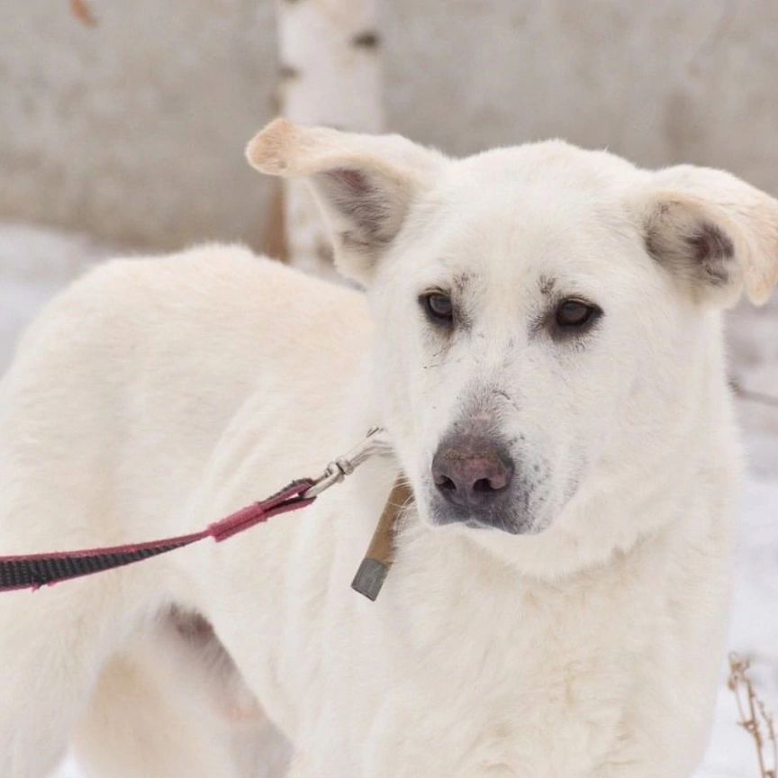 Белоснежный красавец Полюс