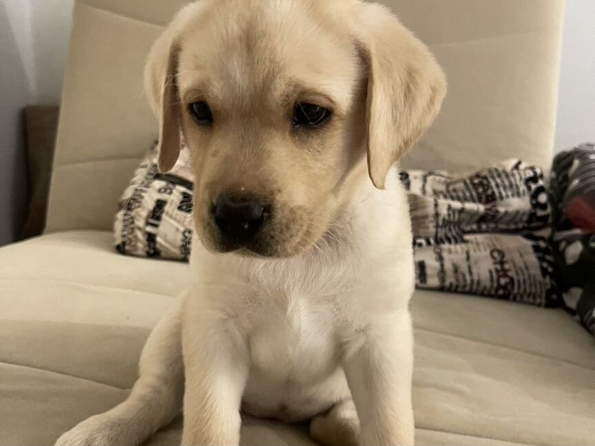 Продажа щенок лабрадор