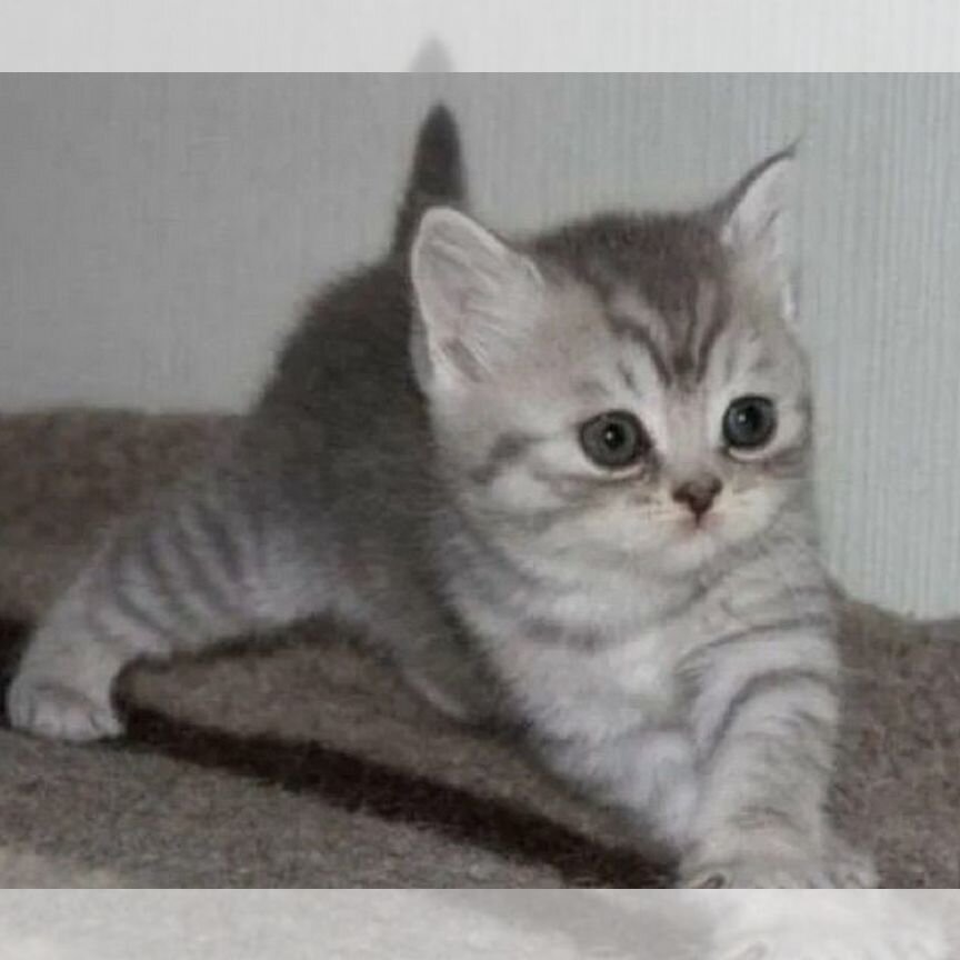 Британский короткошёрстный котёнок