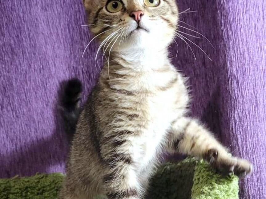 Котёнок Рики 3месяца