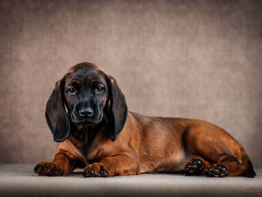 Баварская горная гончая