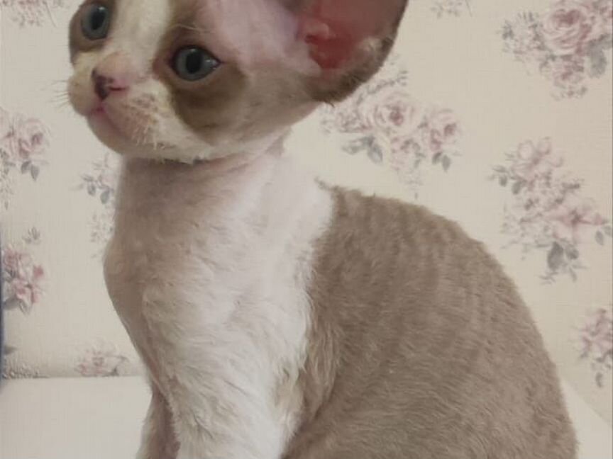 Котята девон-рекс