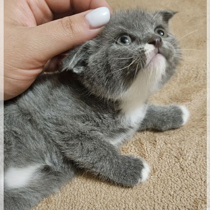 Котята
