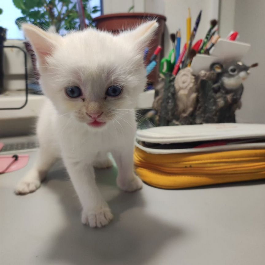 Котенок в добрые руки