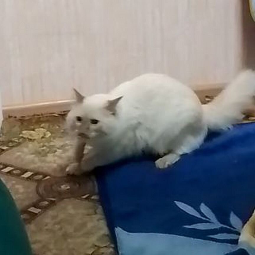 Отдам кота, 3 года