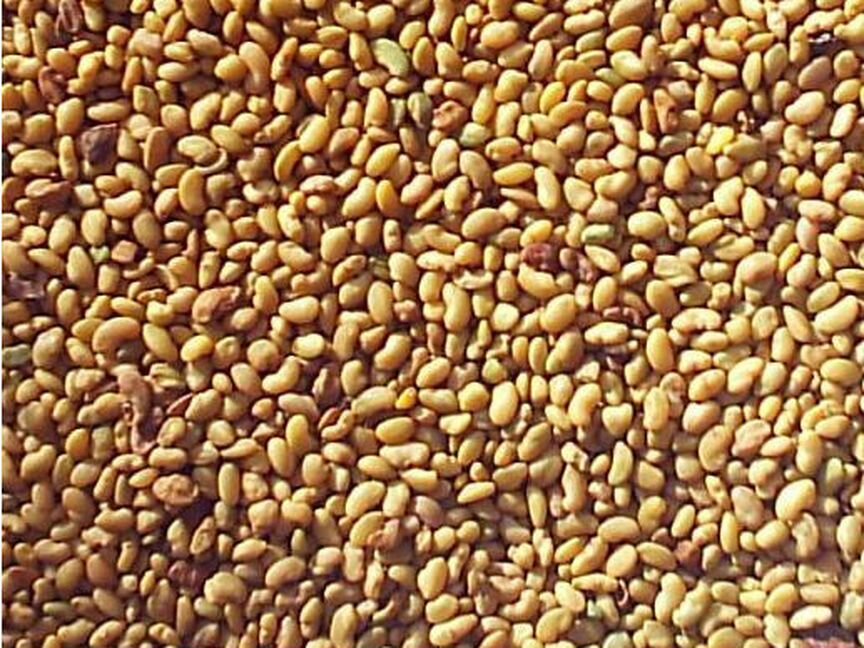 Семена люцерны