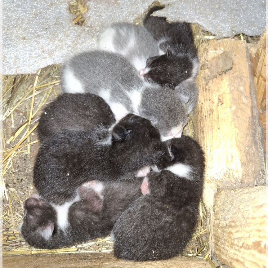 Котёнок от частного владельца