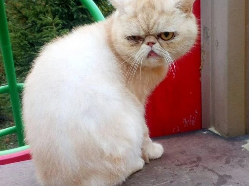 Моне в добрые руки