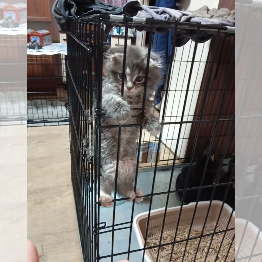 Мейн-кун котёнок