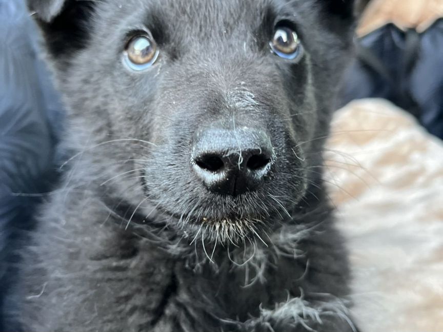Собака в добрые руки щенок