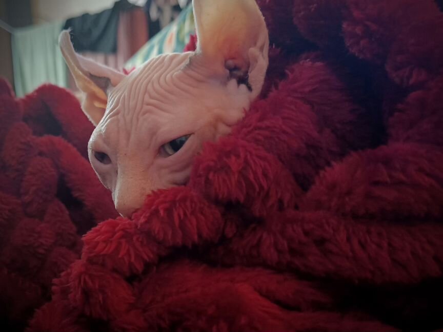 Сфинкс двэльф девочка