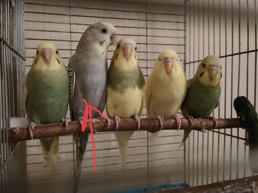 Волнистый попугай птенцы