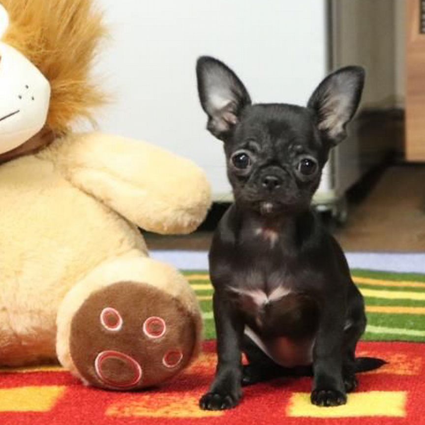 Мини мини Чихуахуа кукольная девочка