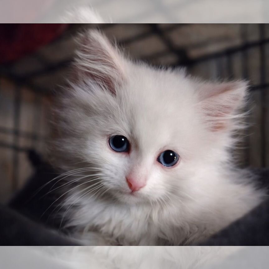 Котёнок в добрые руки