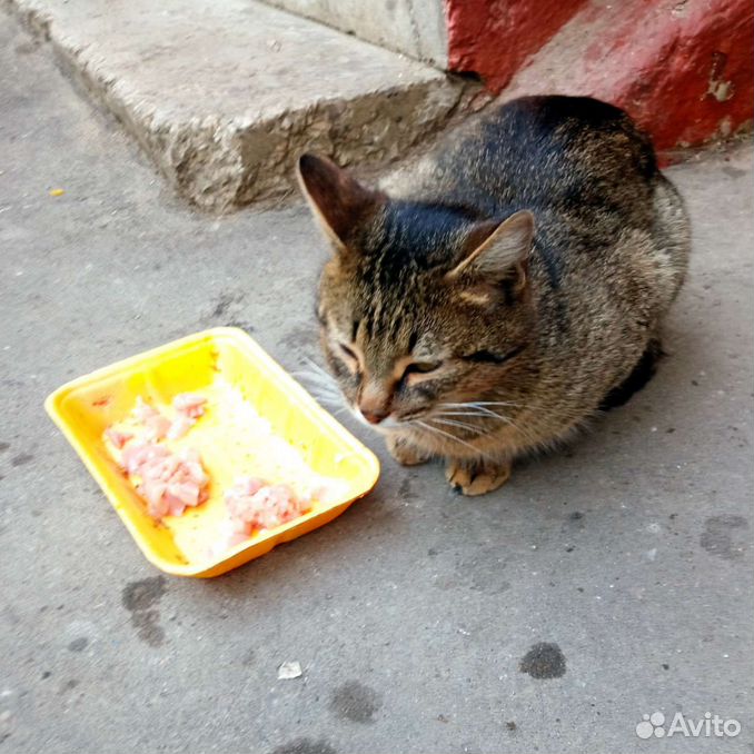 Котик Томас