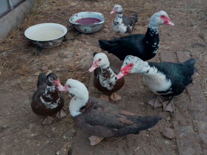 Индоутки семья 2+1