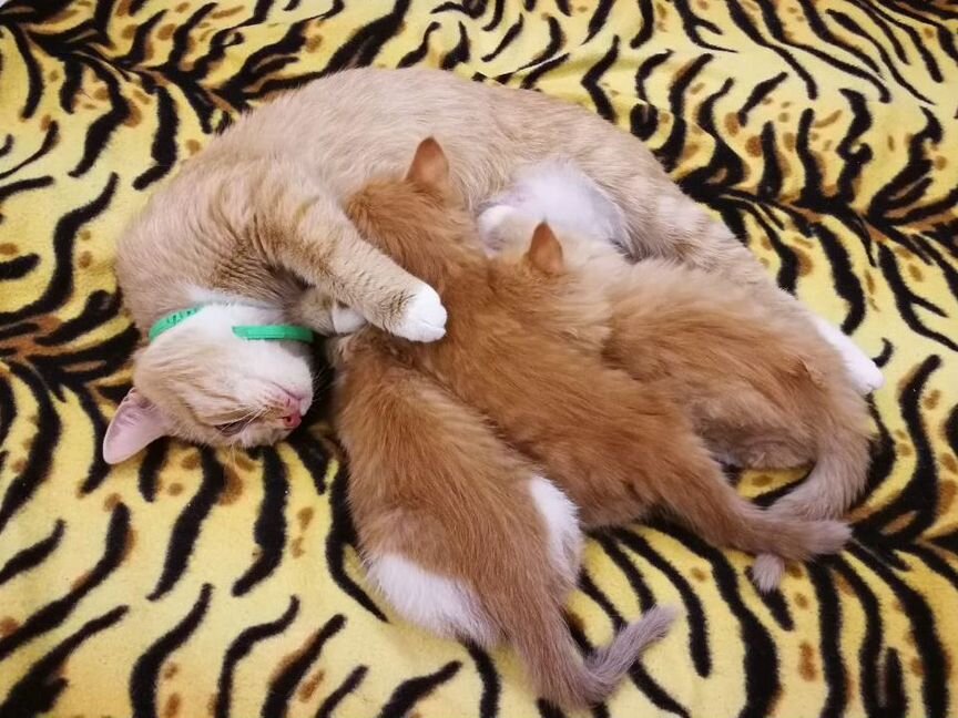 Рыженькие котята (девочки)