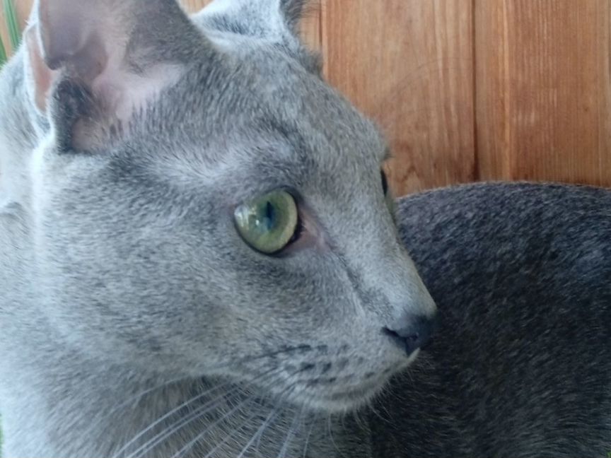 Русская голубая кот