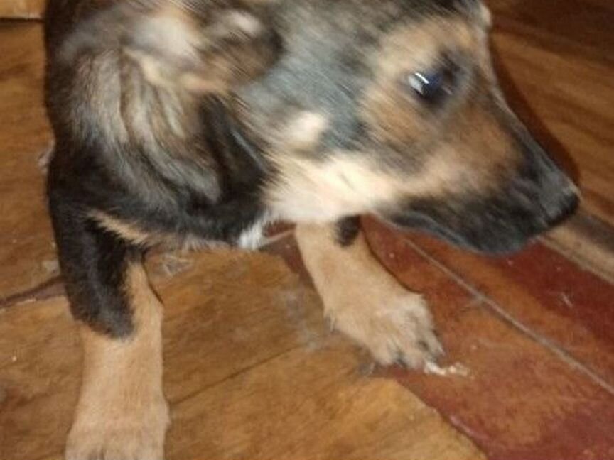 Собака в добрые руки