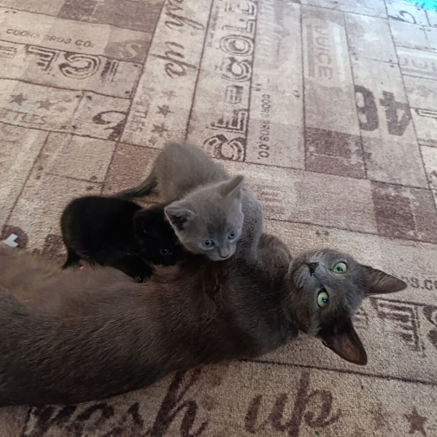 Котята в добрые руки