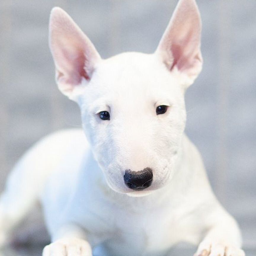 Бультерьер, щенок