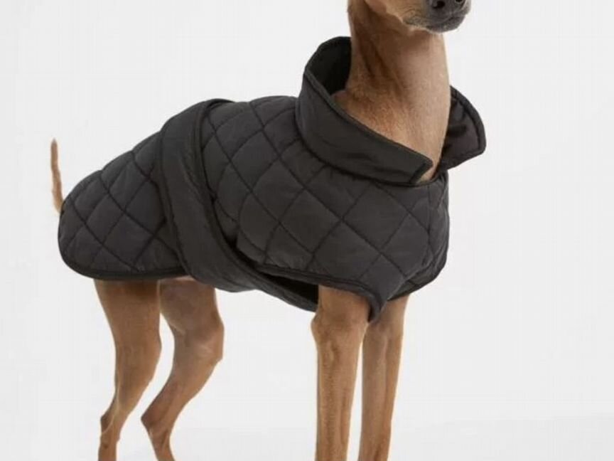 Одежда для собак