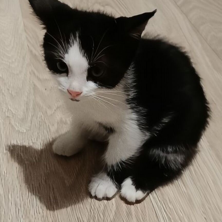 Бразильский короткошёрстный котёнок